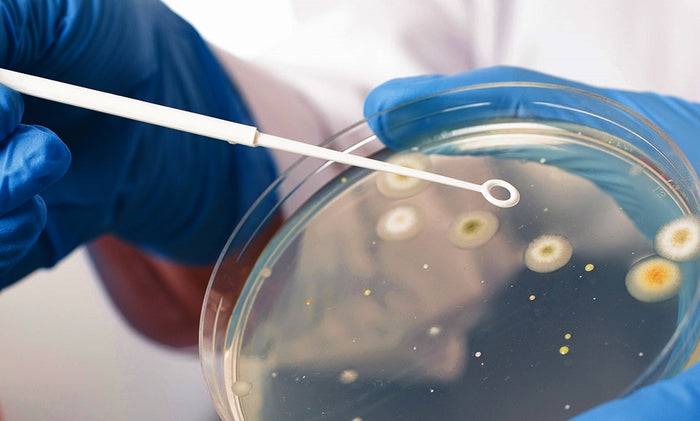 Types and Benefits of Inoculating Loops and Cell Spreaders